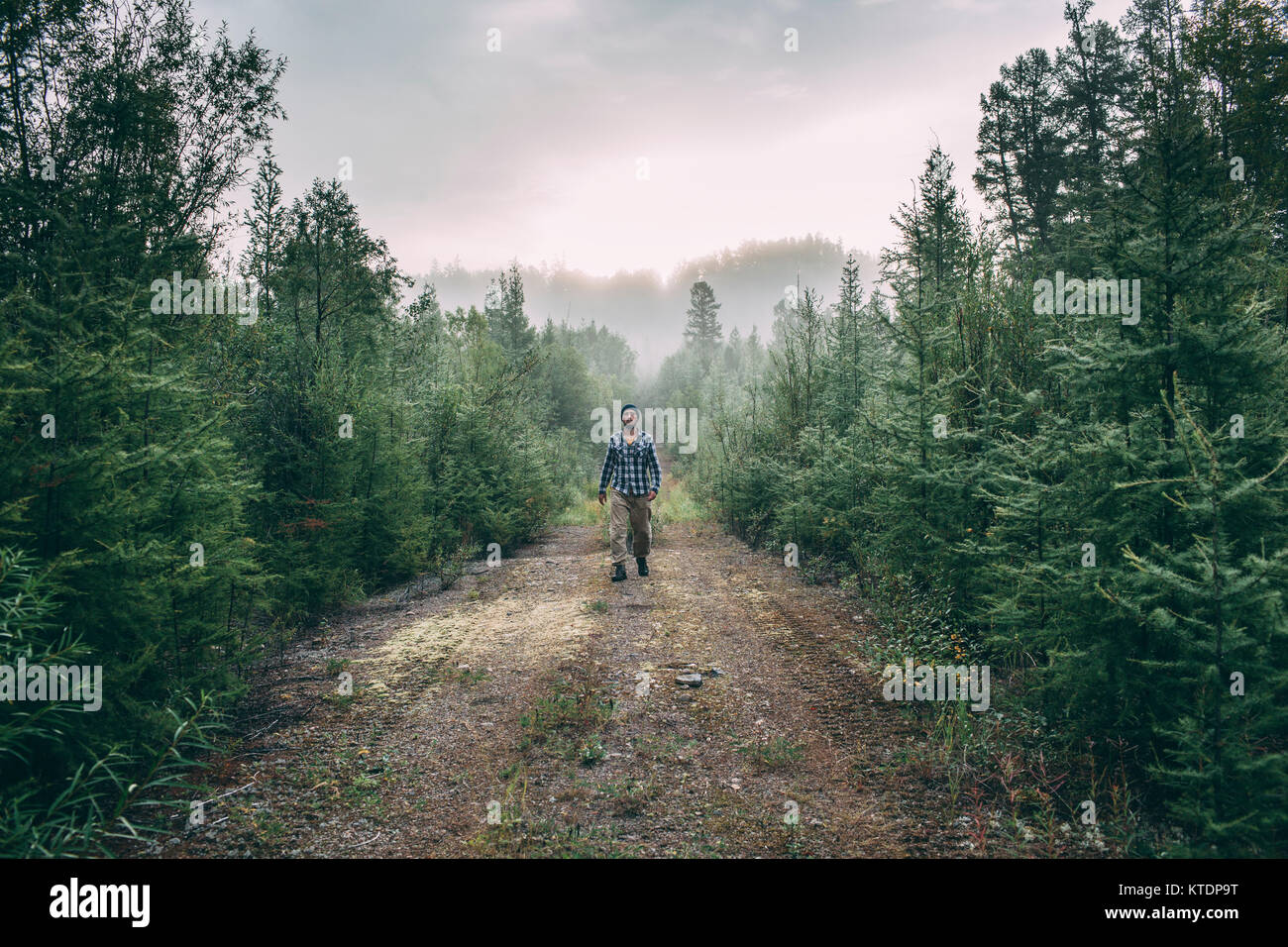 Man walking on path in forest Stock Photo - Alamy