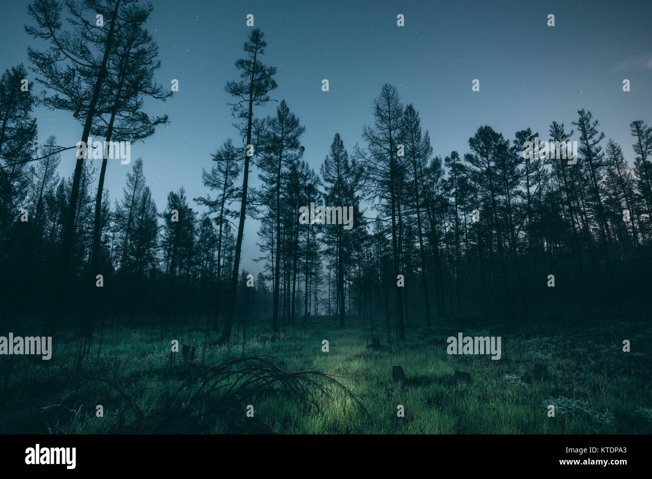 Forest at night Stock Photo - Alamy