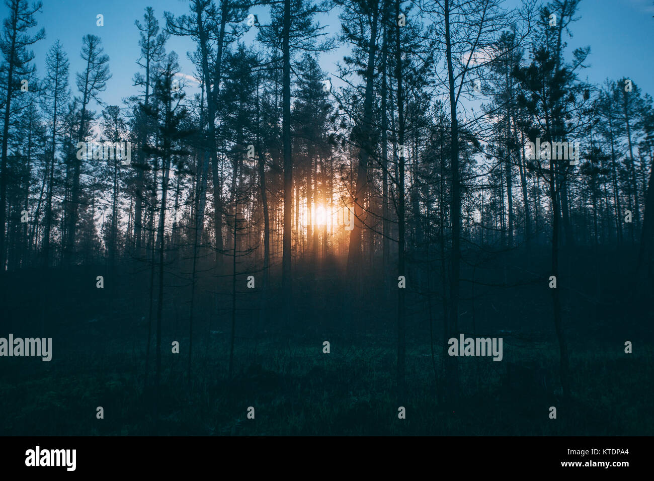Forest at sunset Stock Photo - Alamy