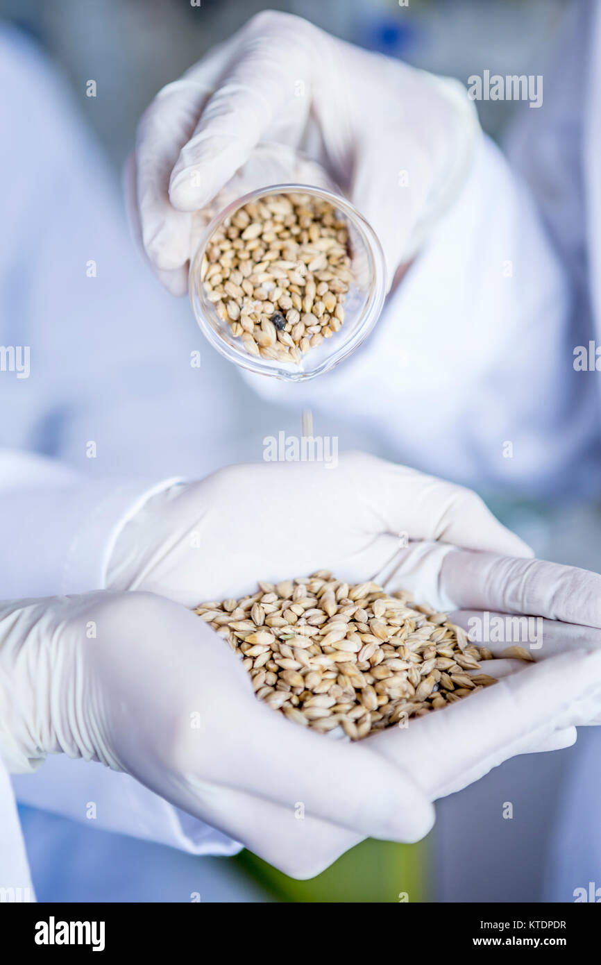 Scientists in lab examining grain samples Stock Photo - Alamy