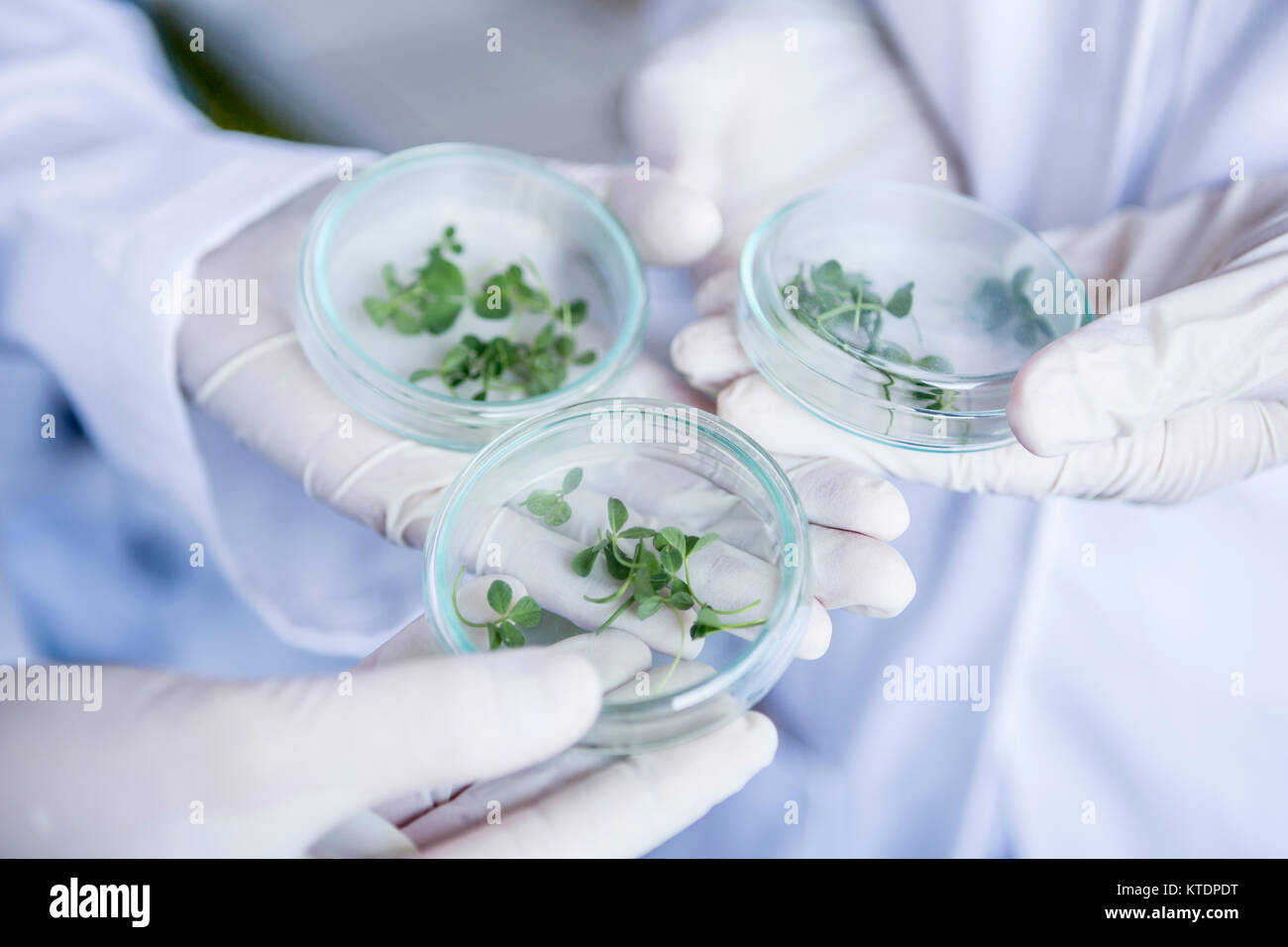 Scientists in lab holding germs in petri dishes Stock Photo - Alamy