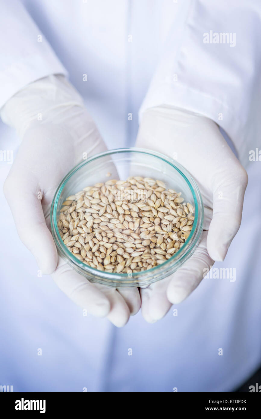 Scientist in lab holding grain sample in petri dish Stock Photo - Alamy