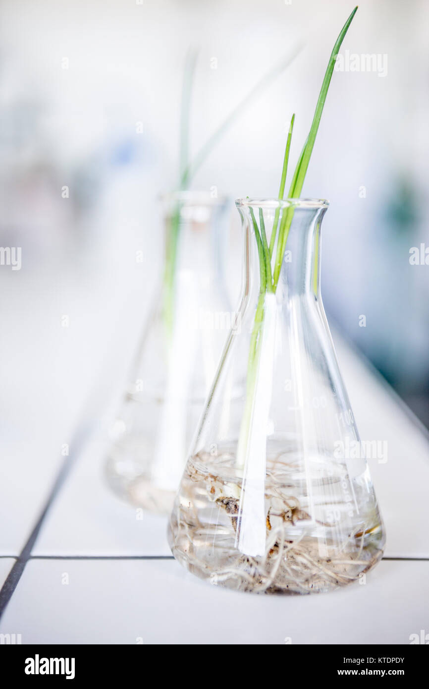 Plant seedlings in beakers in lab Stock Photo - Alamy
