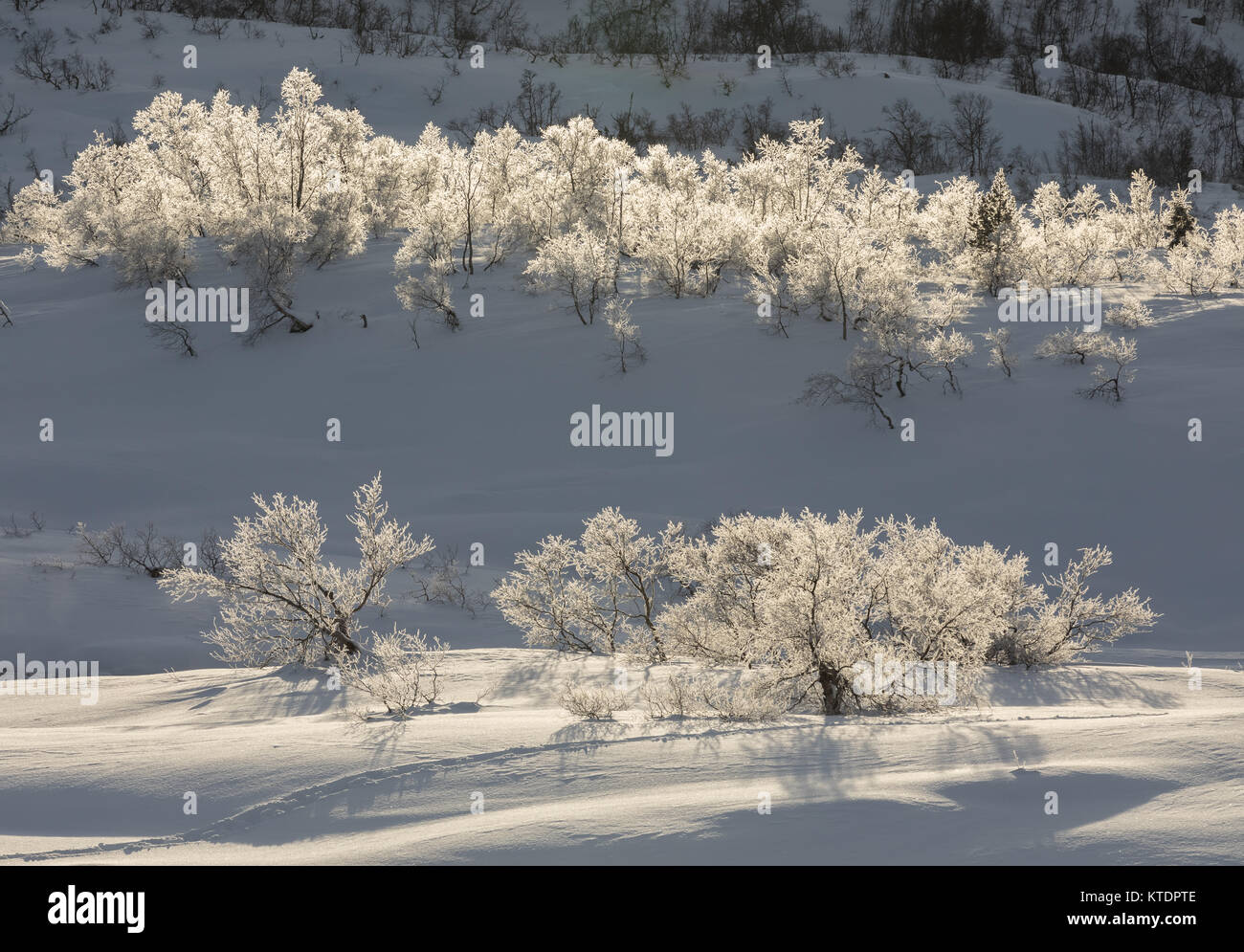 Birch trees, Betula pubescens, in backlit snowy winter mountain ...