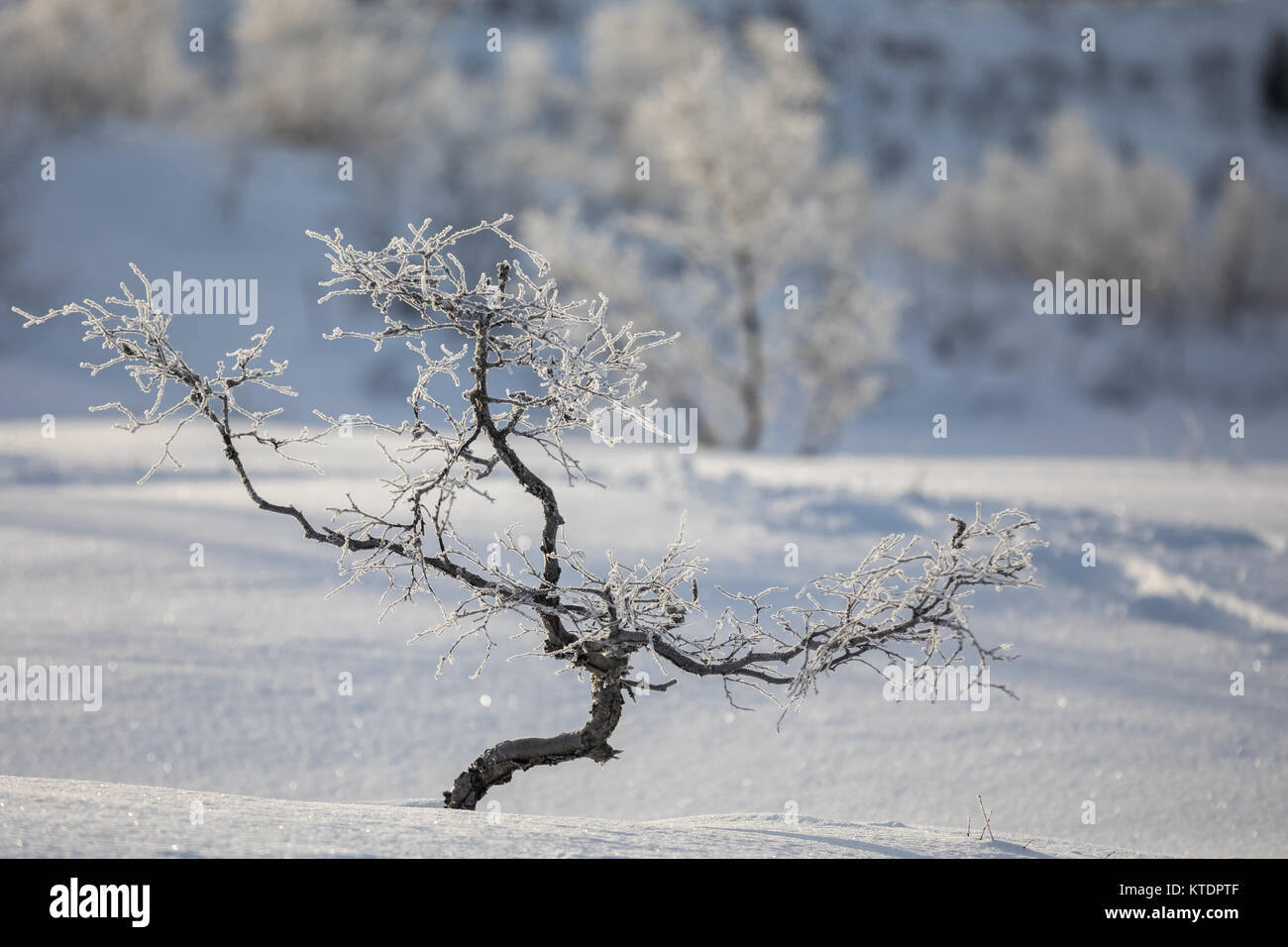 Crooked birch, Betula pubescens, in winter mountain landscape Stock ...