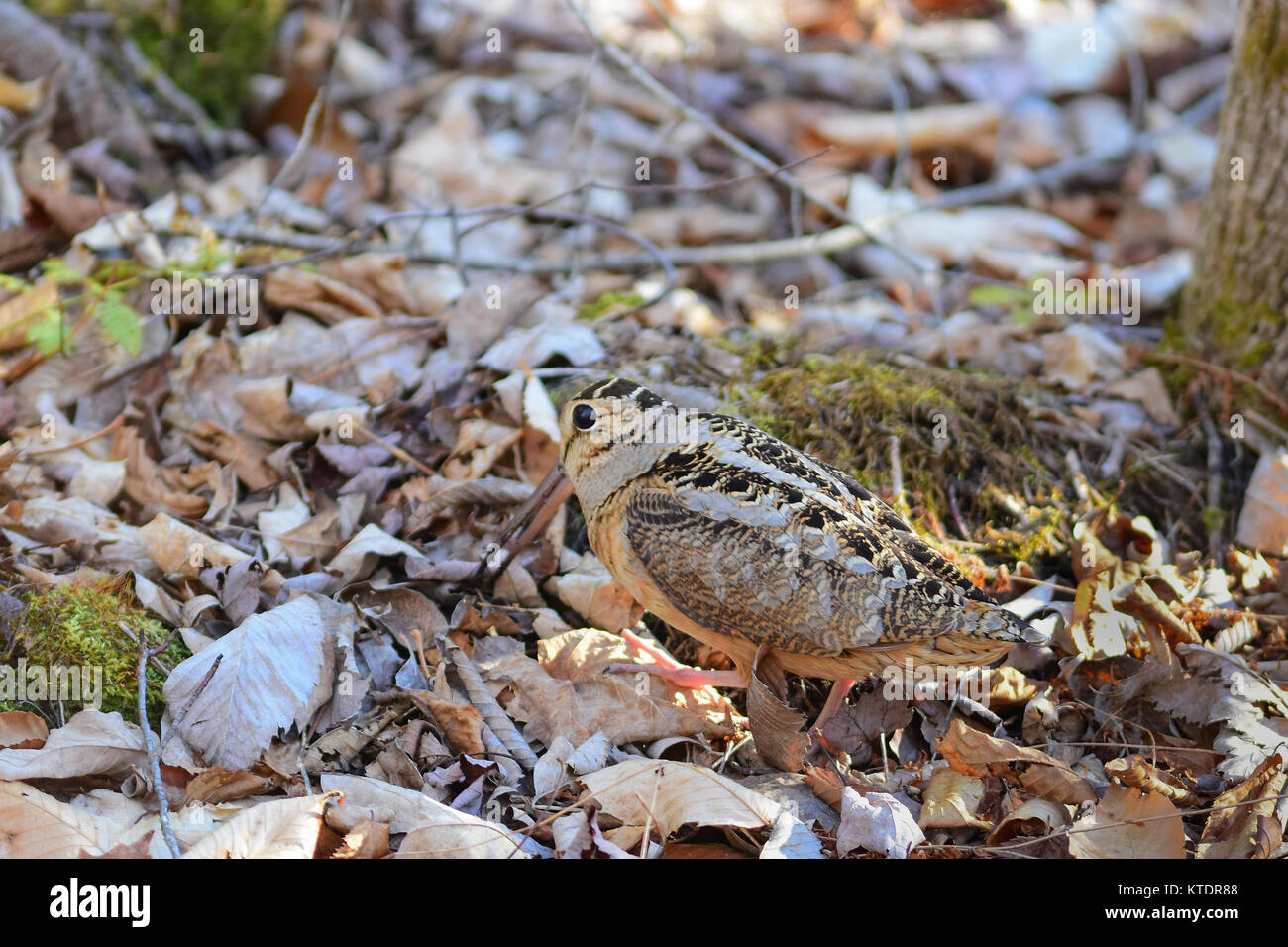 An american woodcock, scolopax minor, foraging for worms on the forest ...