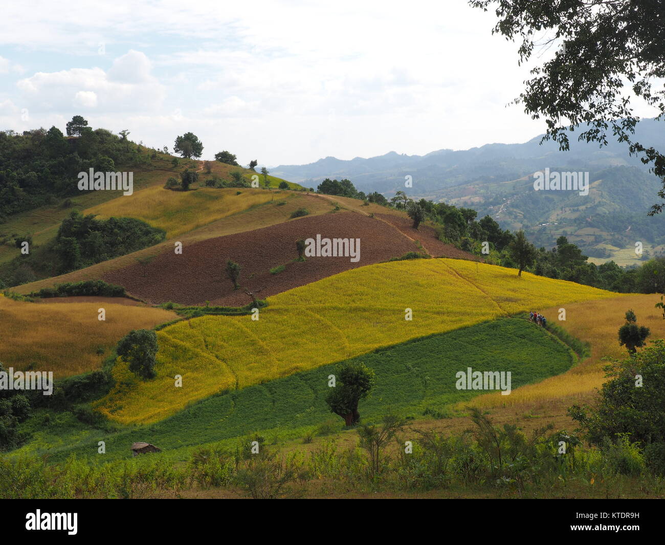 Field in Myanmar Stock Photo - Alamy