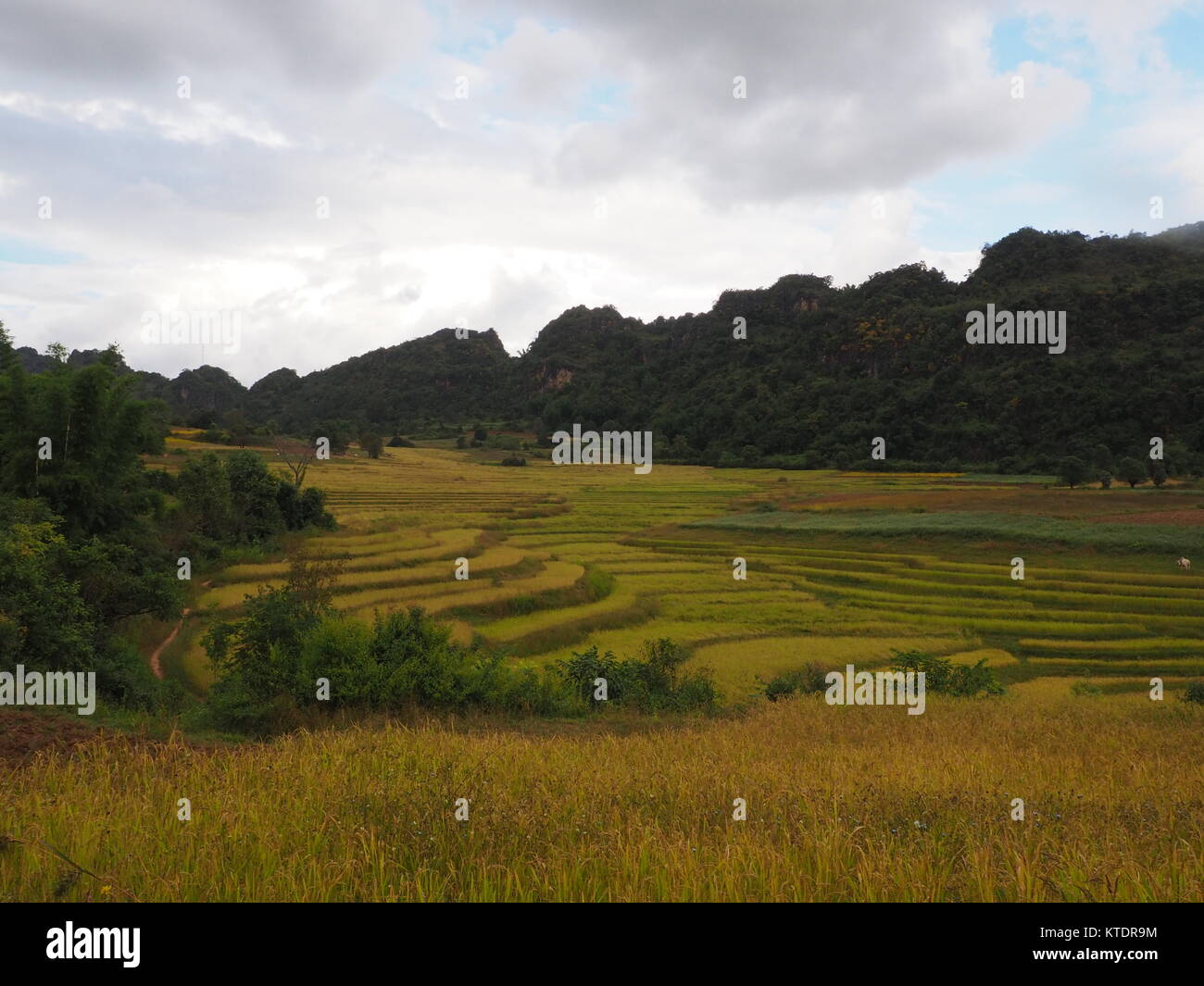 Rice field in Myanmar Stock Photo - Alamy