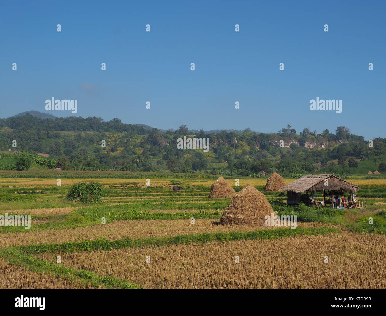 Rice Field in Myanmar Stock Photo - Alamy