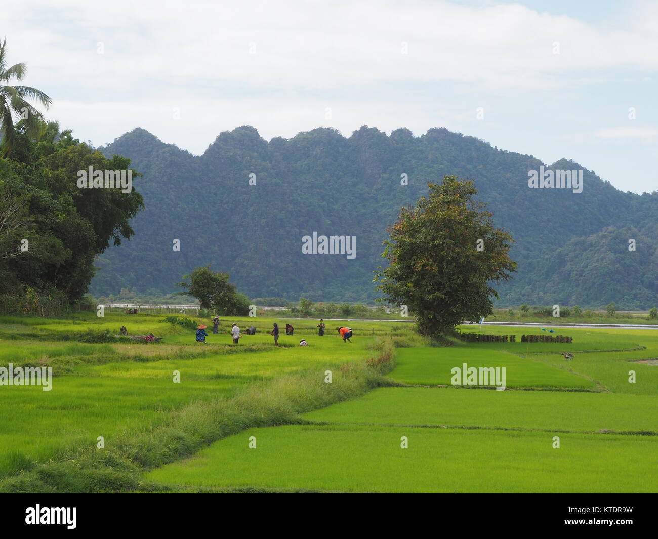 Riz Rice Field High Resolution Stock Photography and Images - Alamy