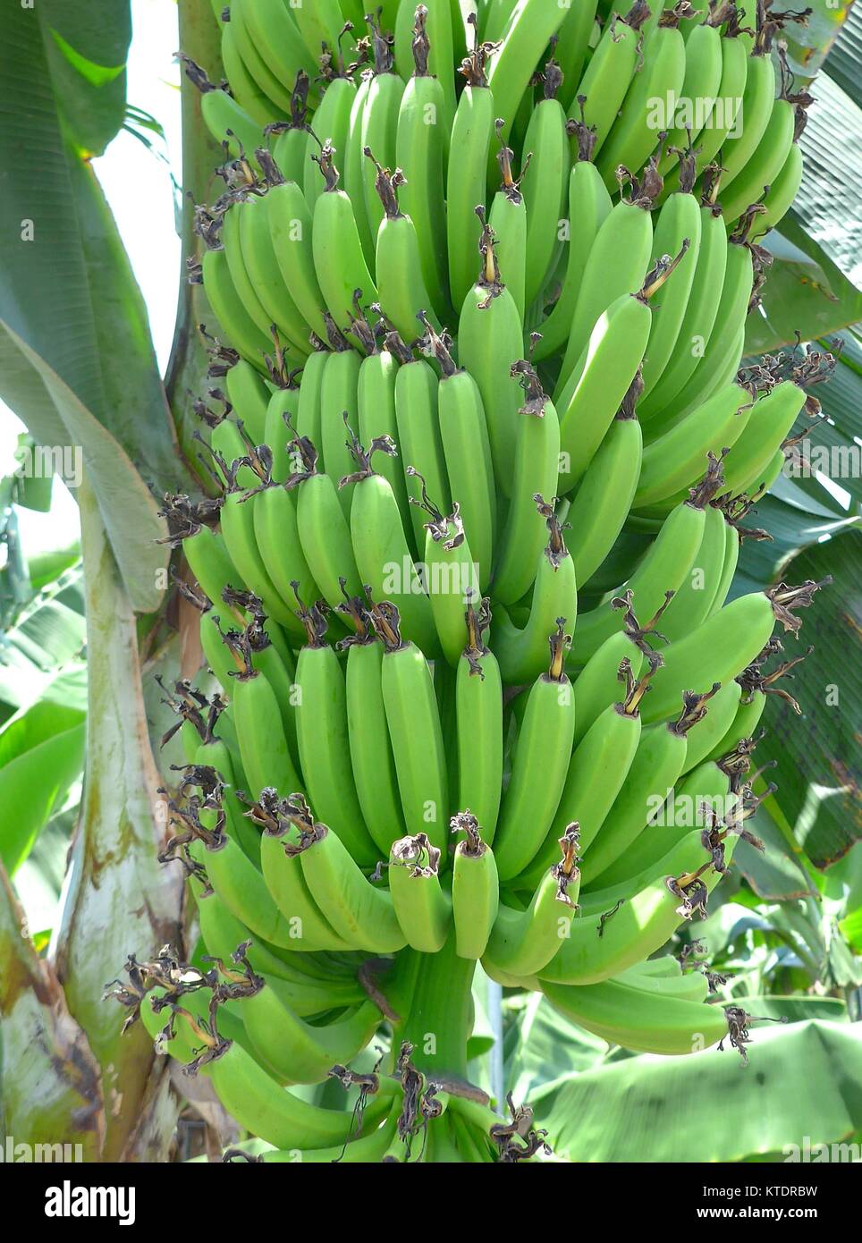 Bananas hanging on tree hi-res stock photography and images - Alamy