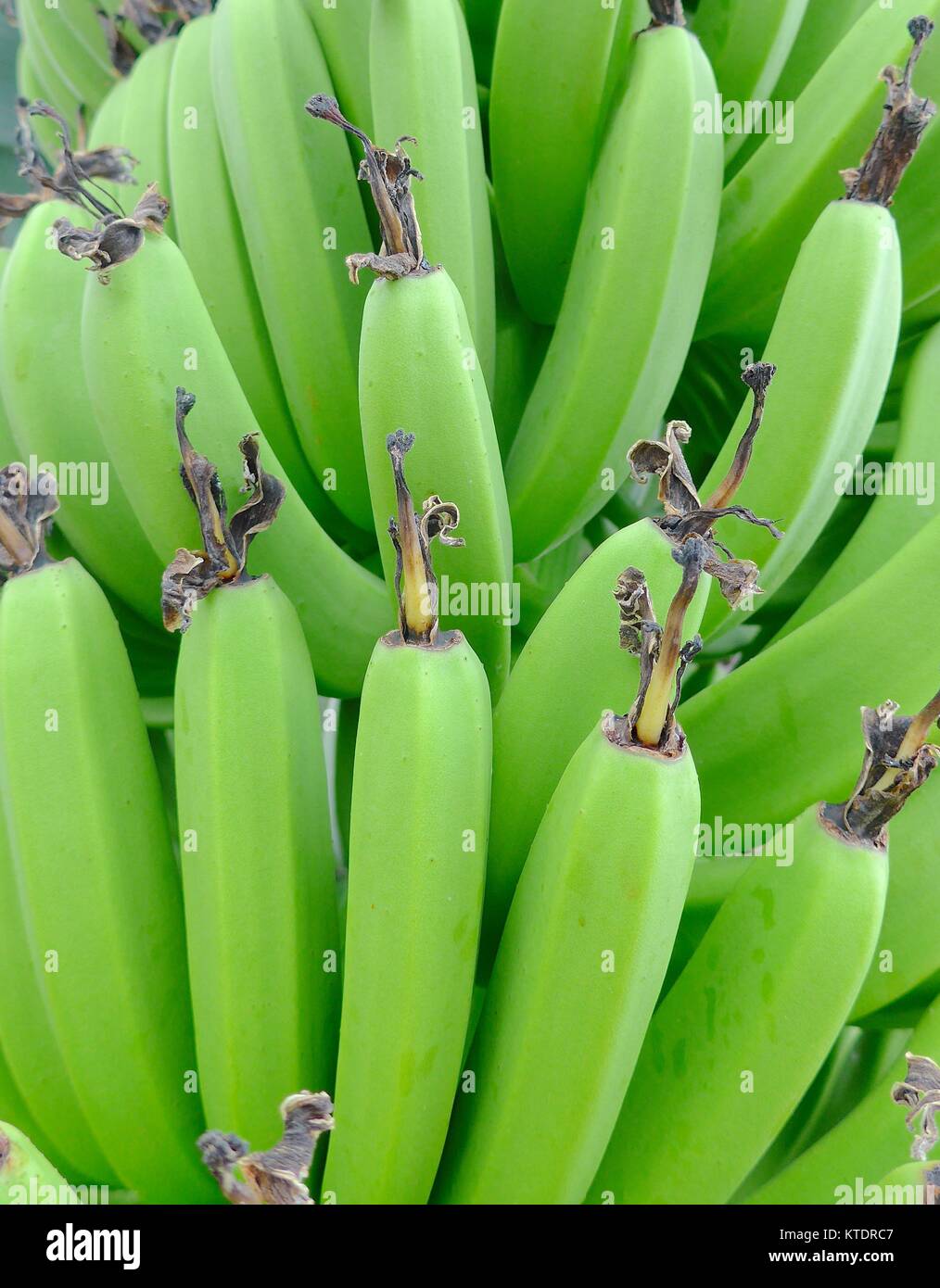 Green bananas hanging on tree closeup Stock Photo - Alamy