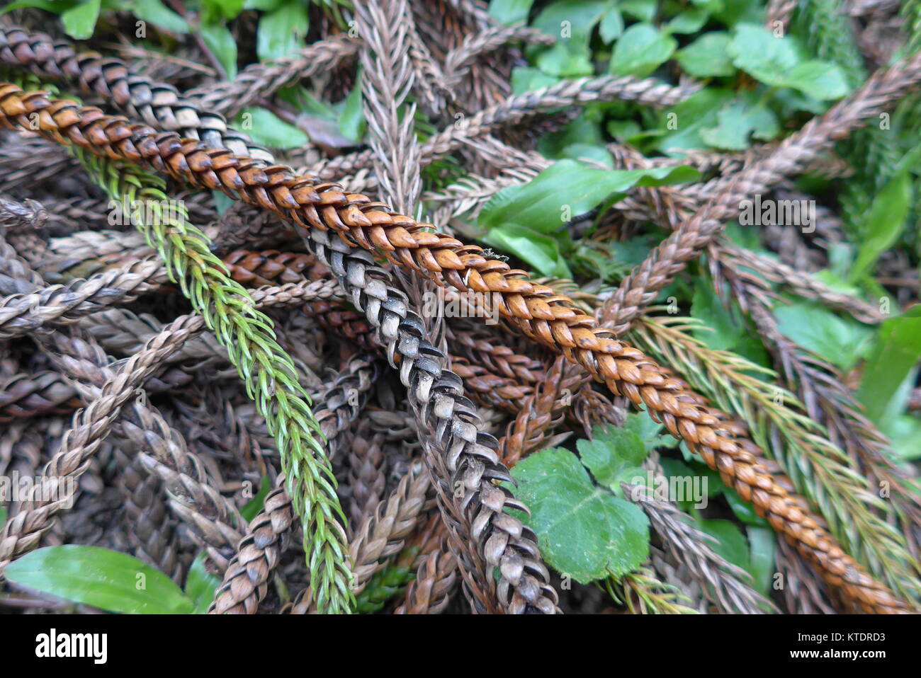 Pine tree leaves close up Stock Photo - Alamy
