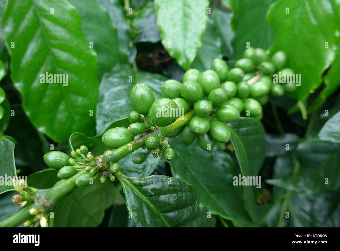 Red coffee beans green leaf hi-res stock photography and images - Alamy
