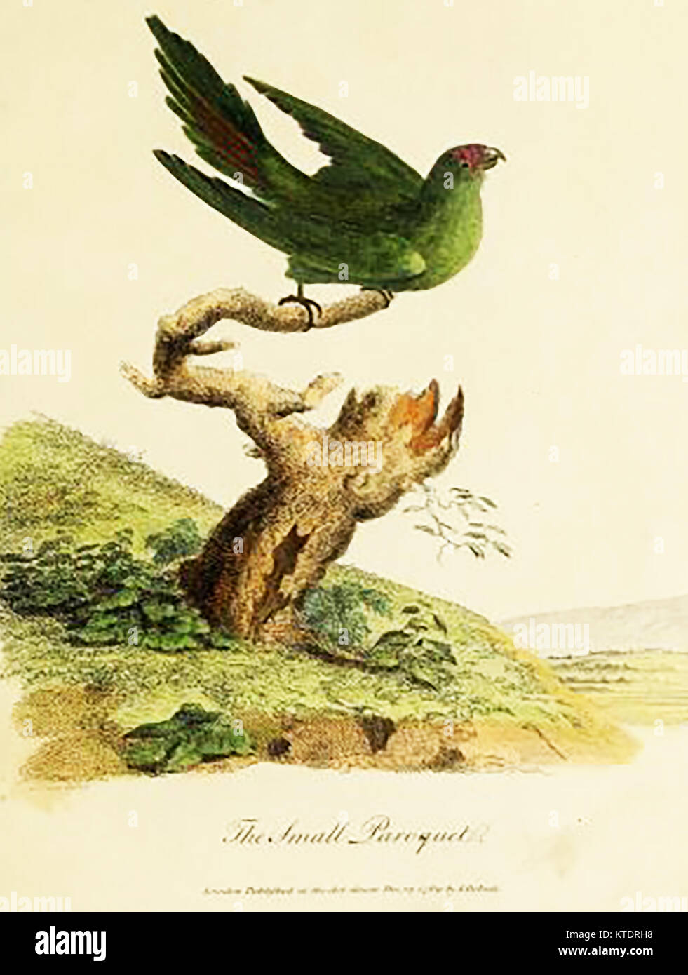 Australian wildlife -The Small Australian Paroquet or Parakeet ...