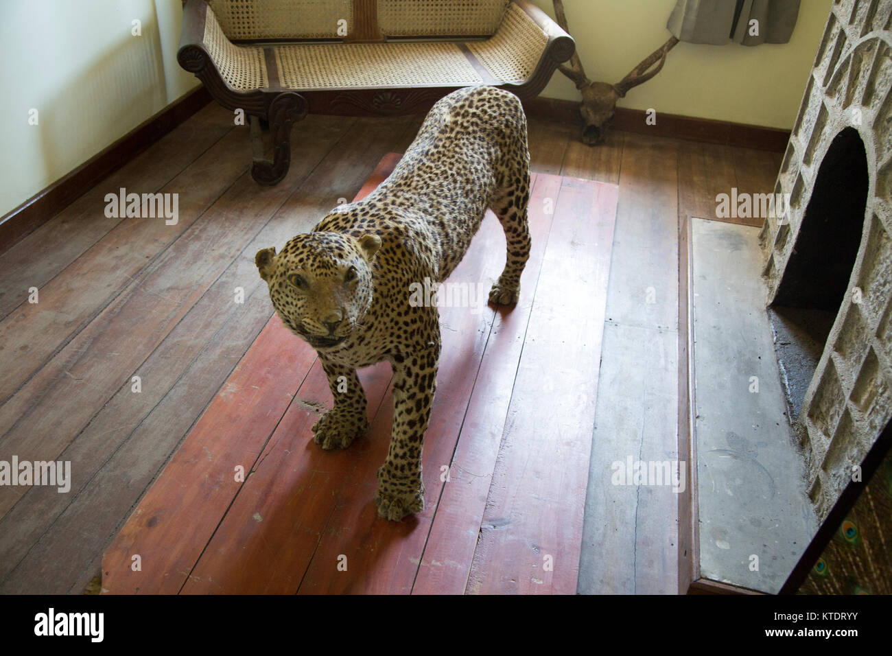 Leopard hunting trophy inside information centre Horton Plains national ...