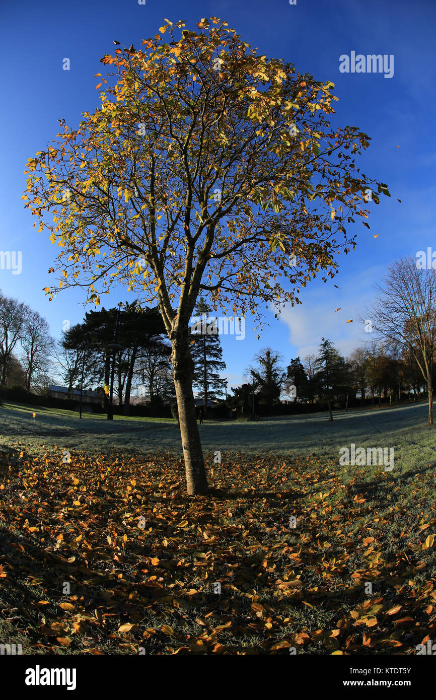 Autumn leaves on Trees in Ireland Stock Photo - Alamy