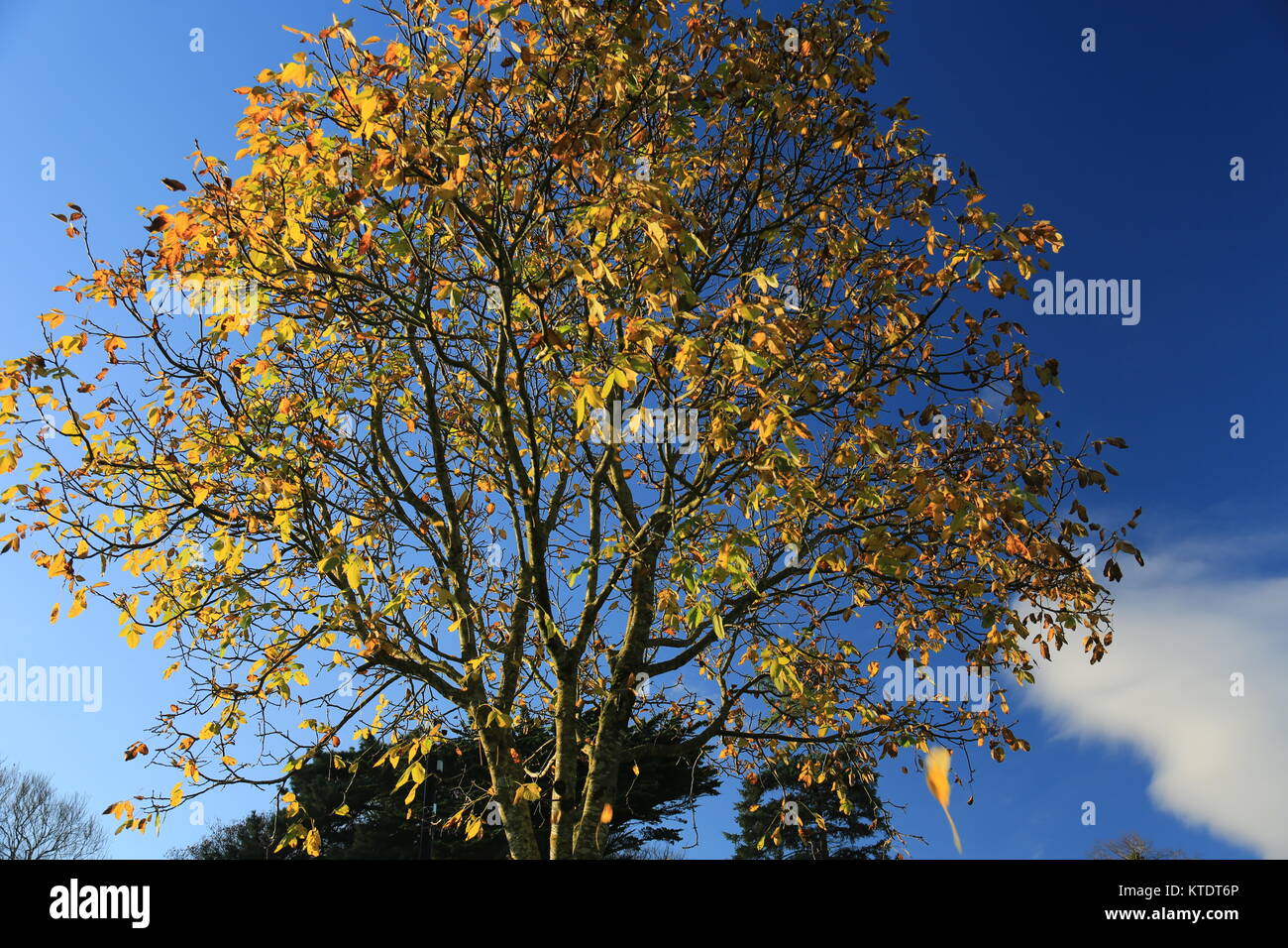 Autumn leaves on Trees in Ireland Stock Photo - Alamy