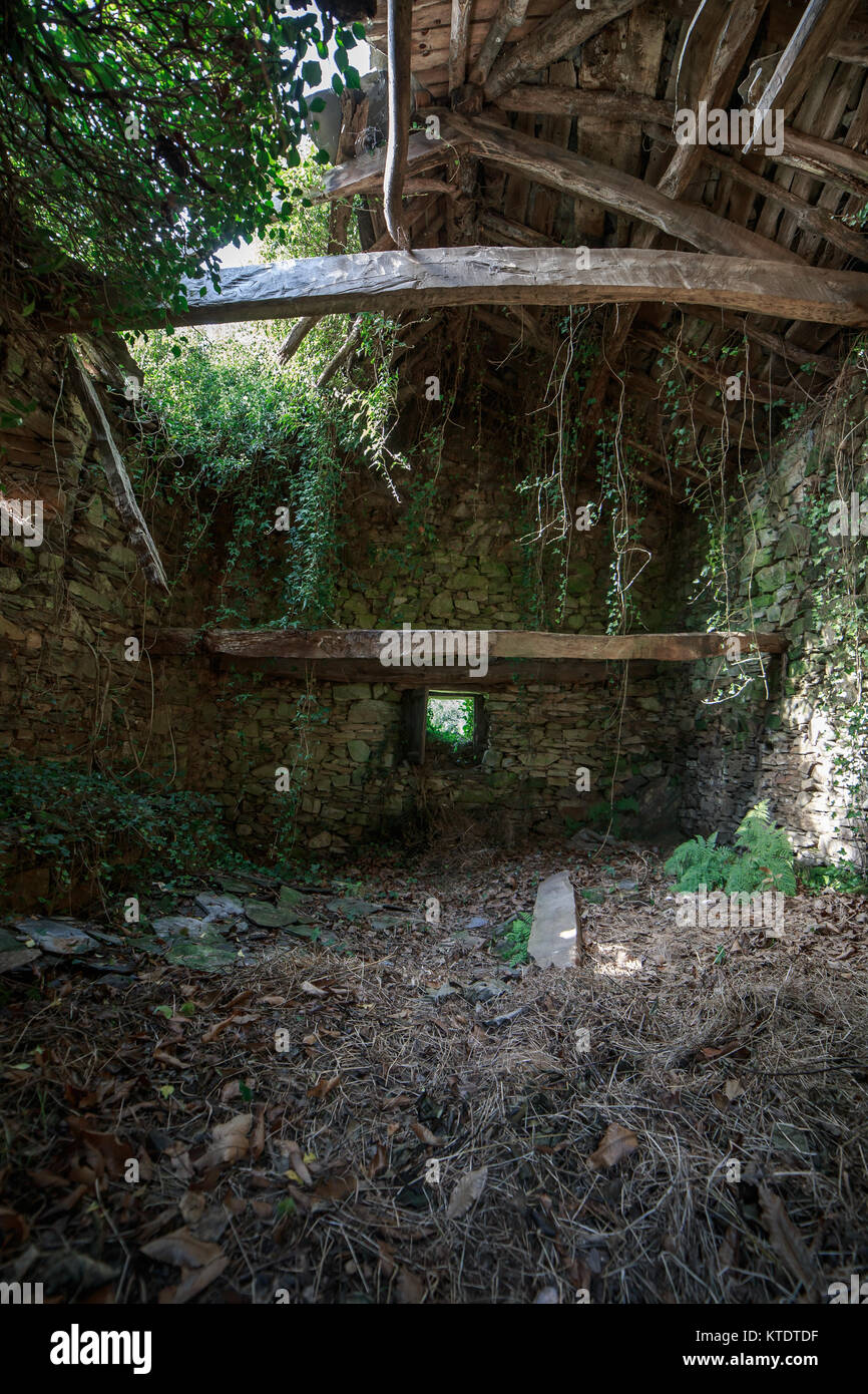 View of stone desolated house from inside in lush green forest Stock ...
