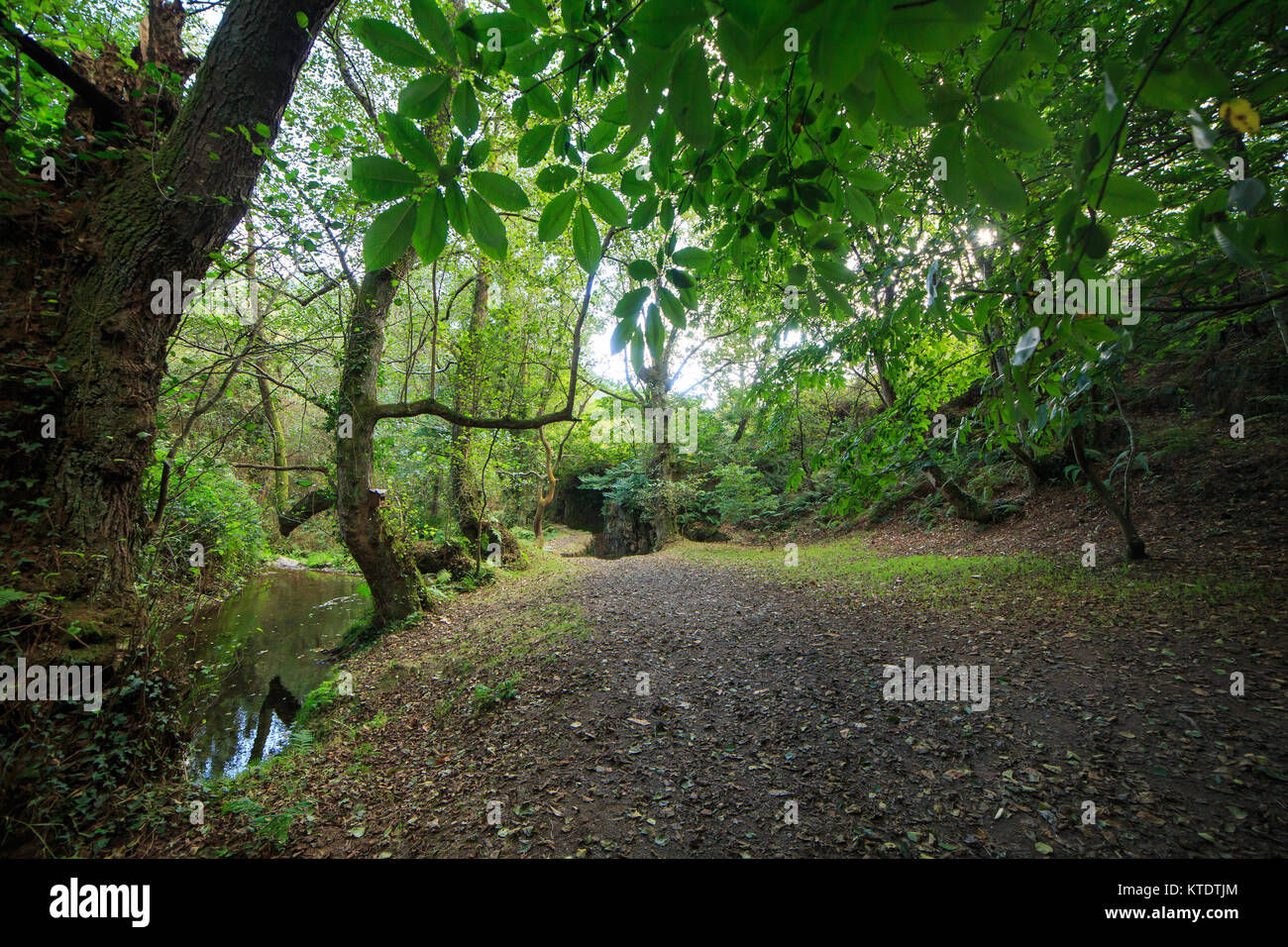 Landscape of a green forest in Asturias, Spain Stock Photo - Alamy