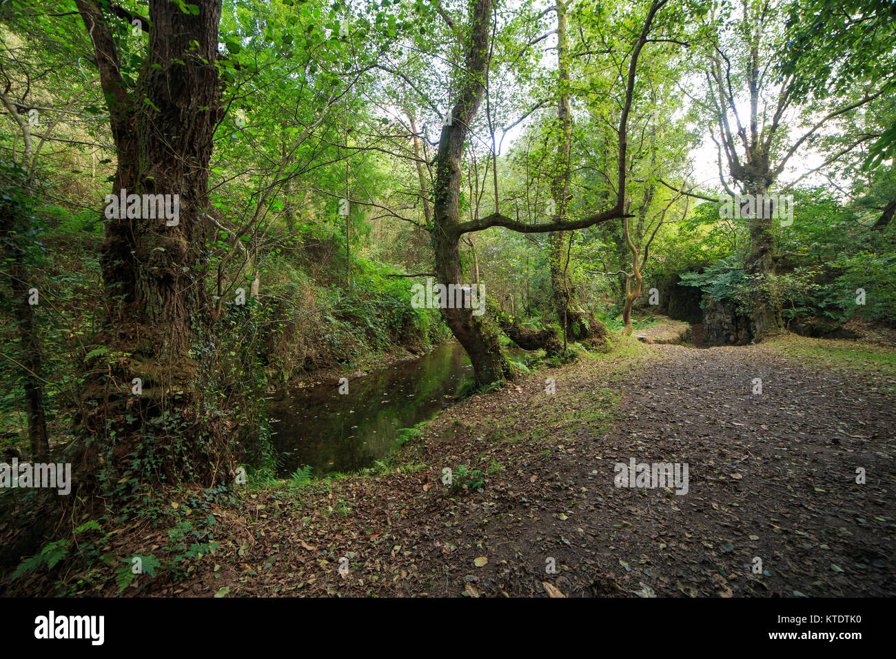 Landscape of a green forest in Asturias, Spain Stock Photo - Alamy