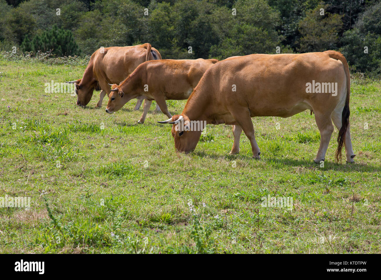 Calf with three grazing cows hi-res stock photography and images - Alamy