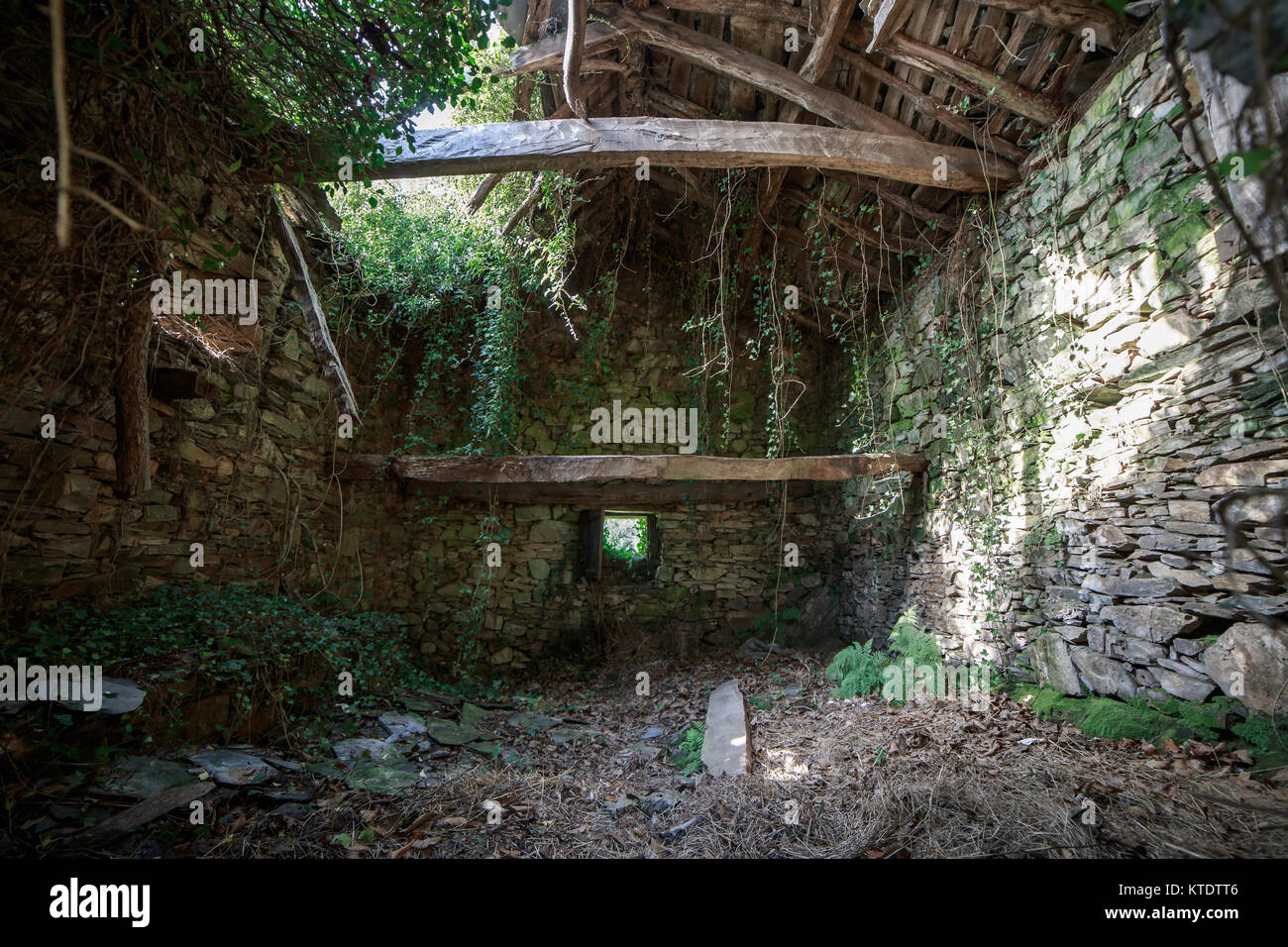 View of stone desolated house from inside in lush green forest Stock ...