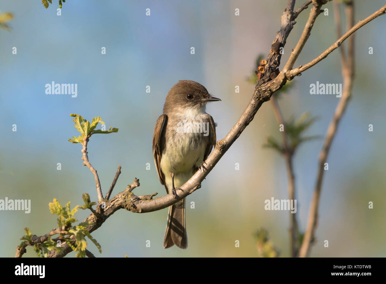 Eastern phoebe perched in a burr oak in northern Wisconsin Stock Photo ...