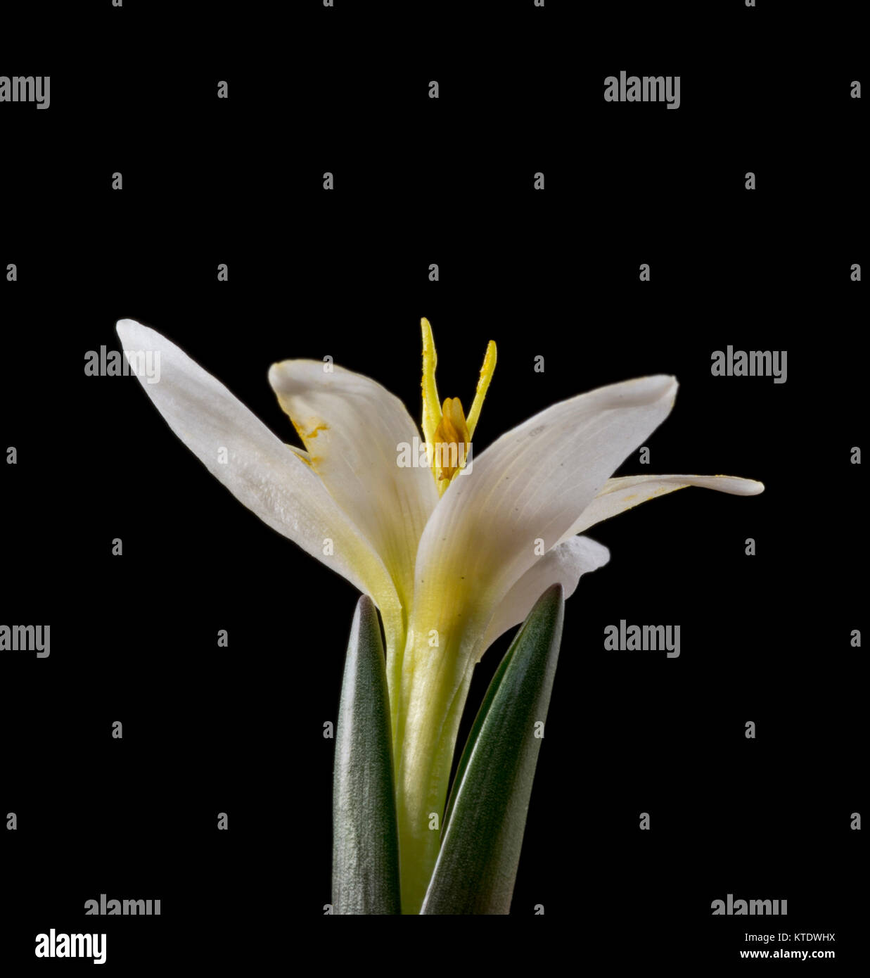 Colchicum is a genus of perennial flowering plants containing around ...