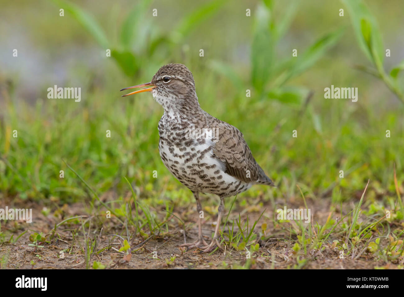 Spotted sandpiper - breeding plumage Stock Photo - Alamy