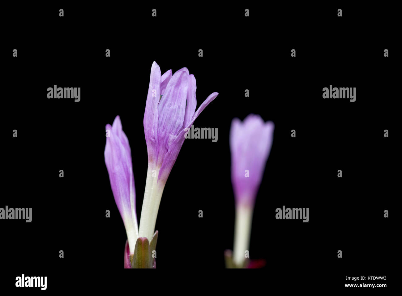 Colchicum is a genus of perennial flowering plants containing around ...