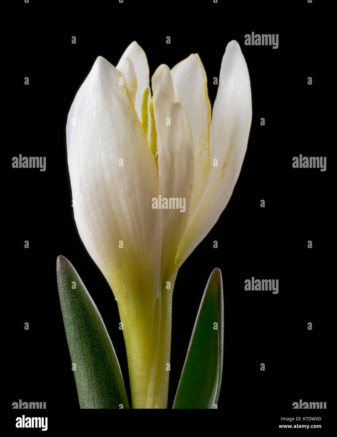 Colchicum is a genus of perennial flowering plants containing around ...