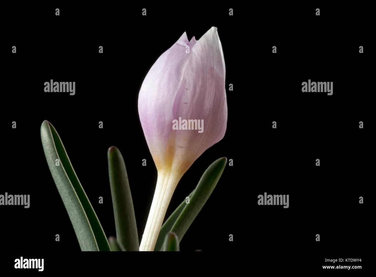 Colchicum is a genus of perennial flowering plants containing around ...