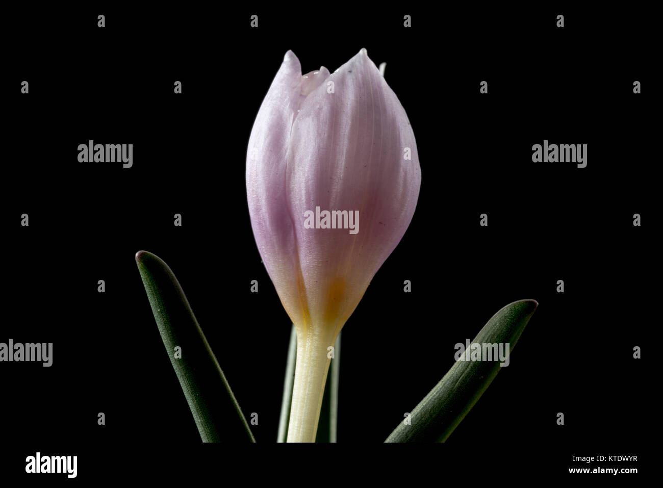 Colchicum is a genus of perennial flowering plants containing around ...