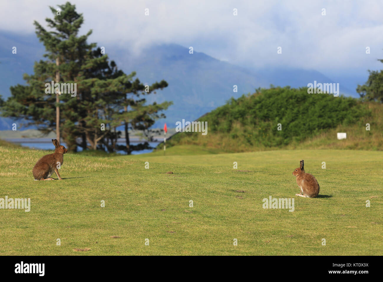 Peter rabbit sign hi-res stock photography and images - Alamy