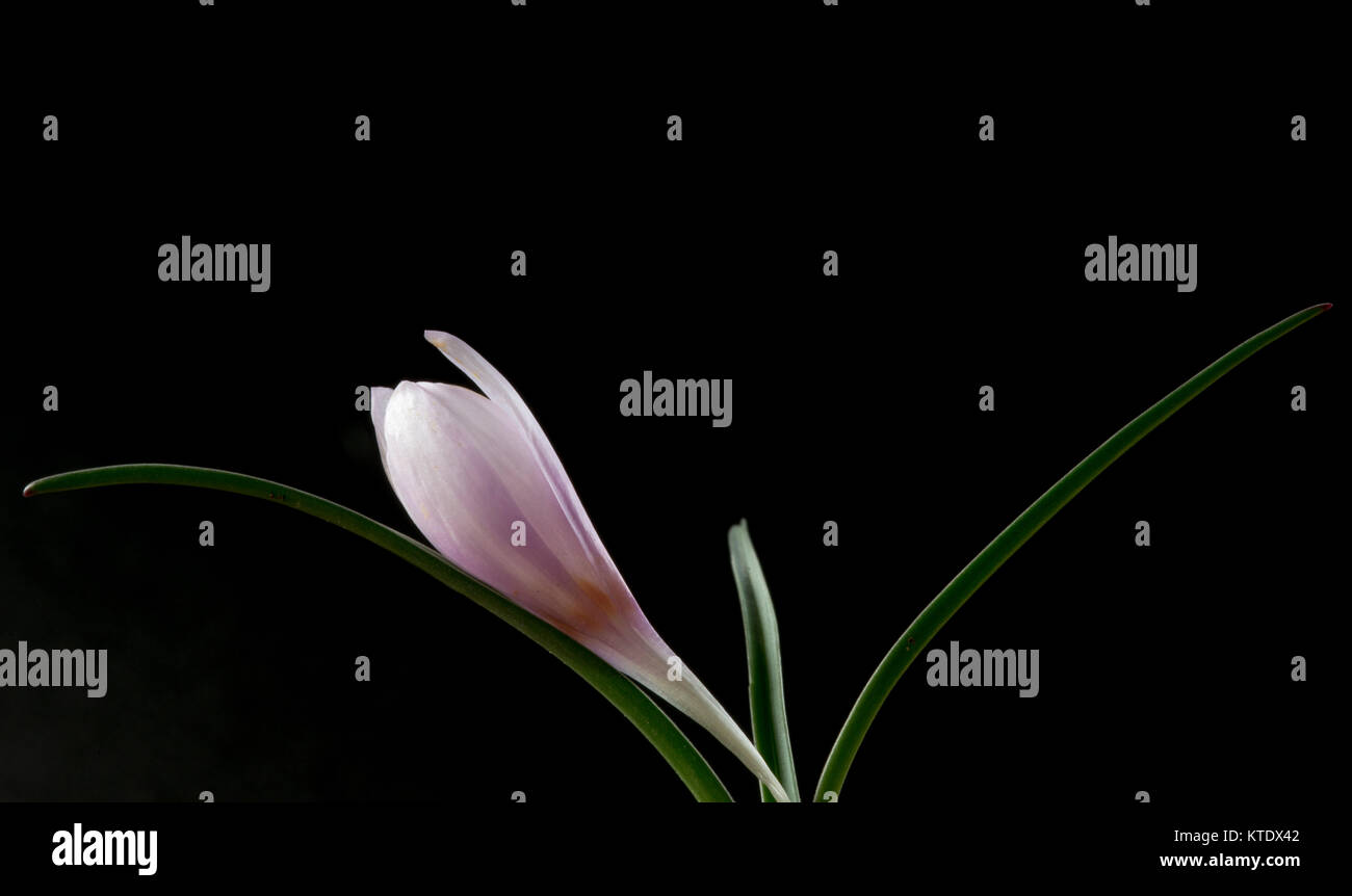 Colchicum is a genus of perennial flowering plants containing around ...