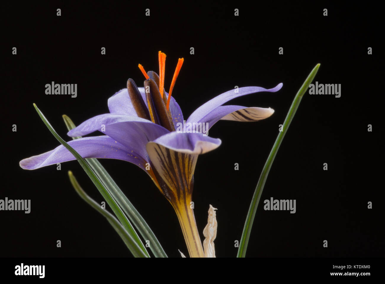 Crocus is a genus of flowering plants in the iris family comprising ...