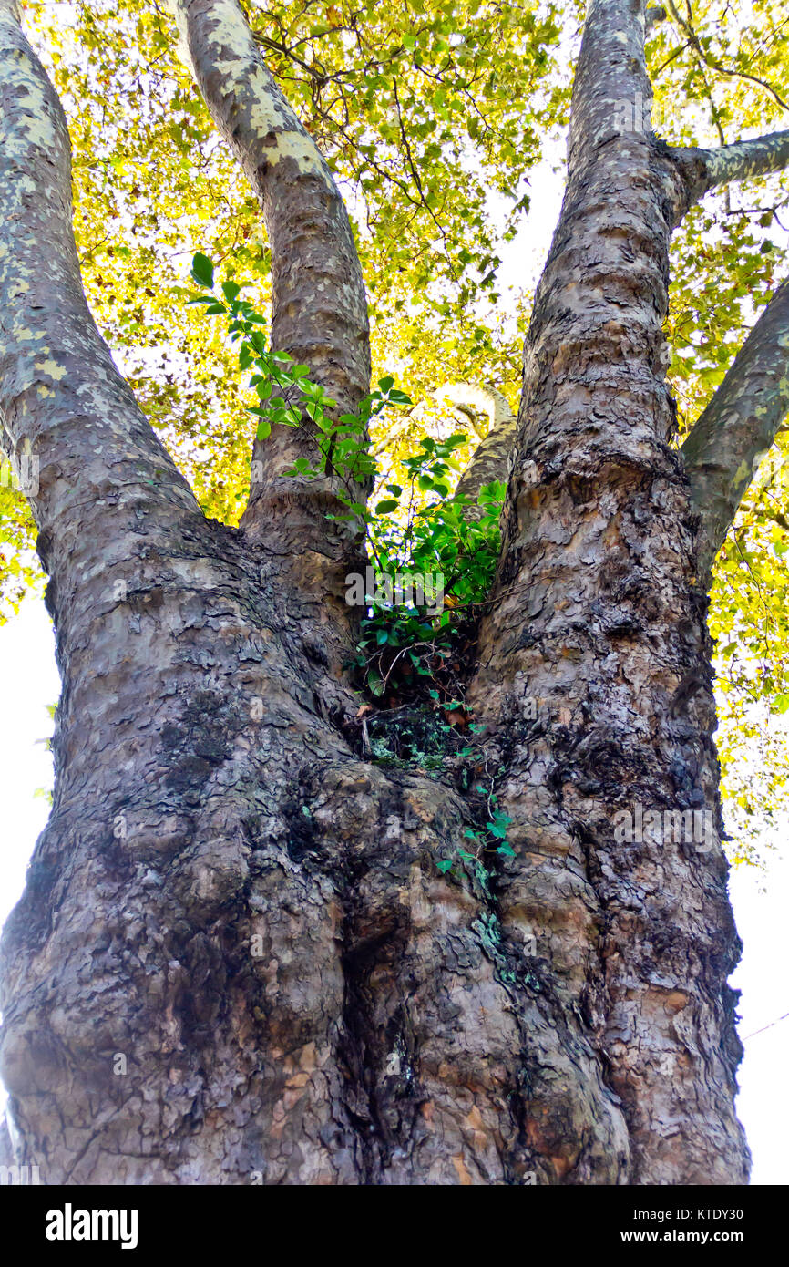 Vertical photo of the brown texture stem tree Stock Photo - Alamy