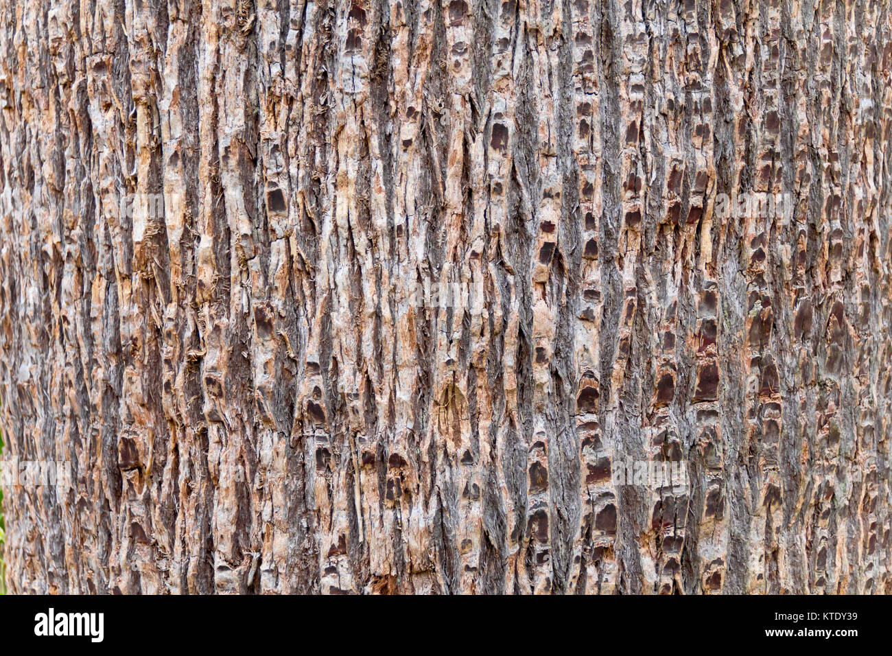 Horizontal photo of the brown texture stem tree Stock Photo - Alamy