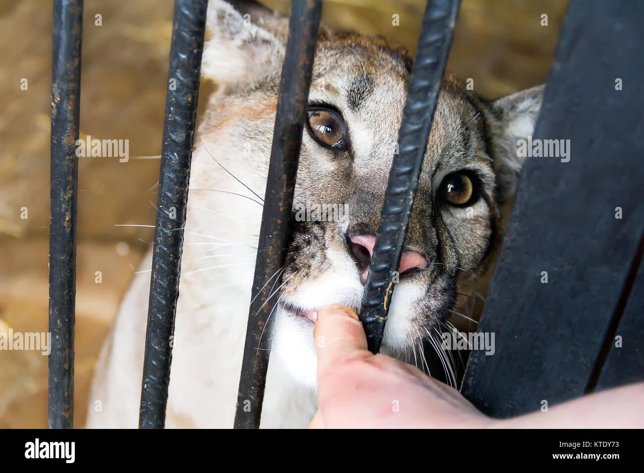 Lioness in the zoo biting human finger Stock Photo - Alamy