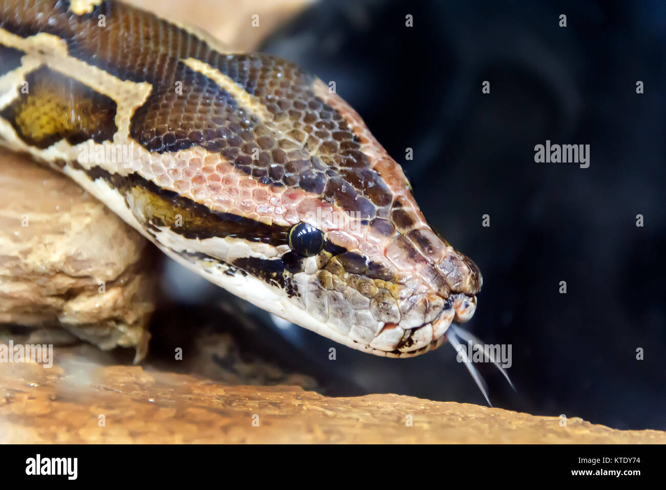 Photo of python head with put out tongue Stock Photo - Alamy