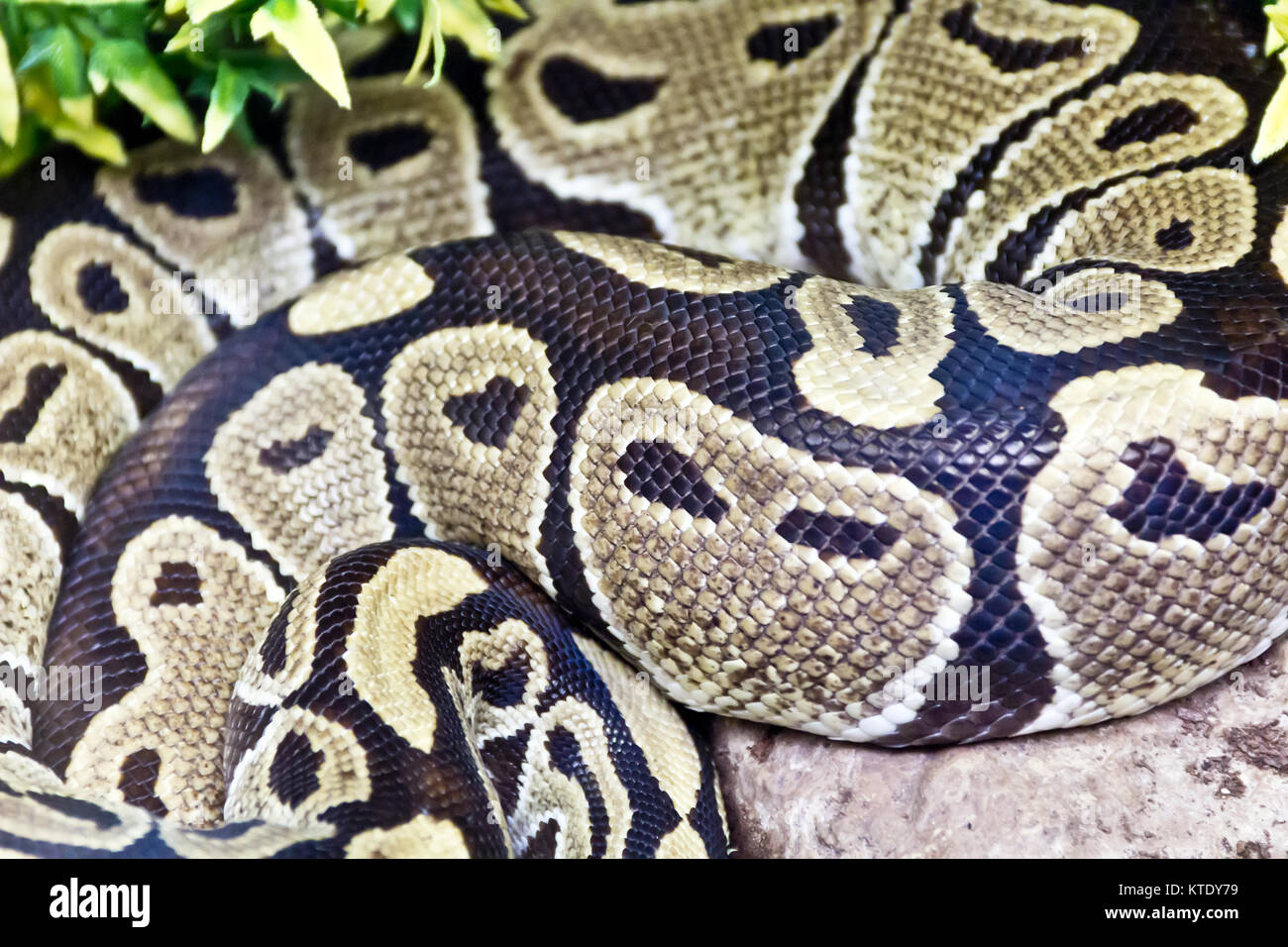 Photo of real boa snake python skin texture close up Stock Photo - Alamy