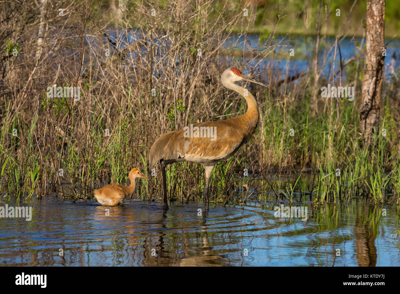 Sandhill cranes - adult and colt walking in a northern Wisconsin ...