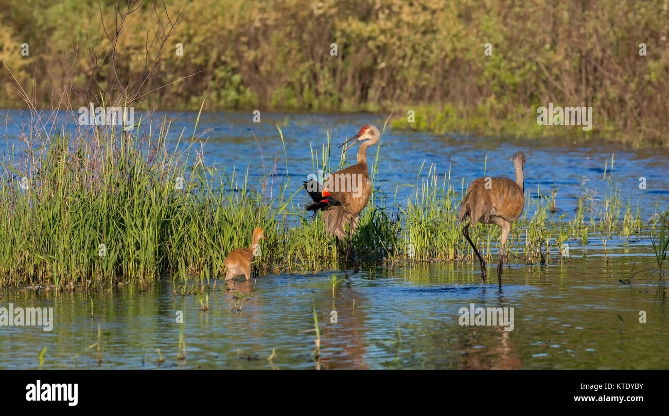 Male red-winged blackbird attacking a family of sandhill cranes Stock ...