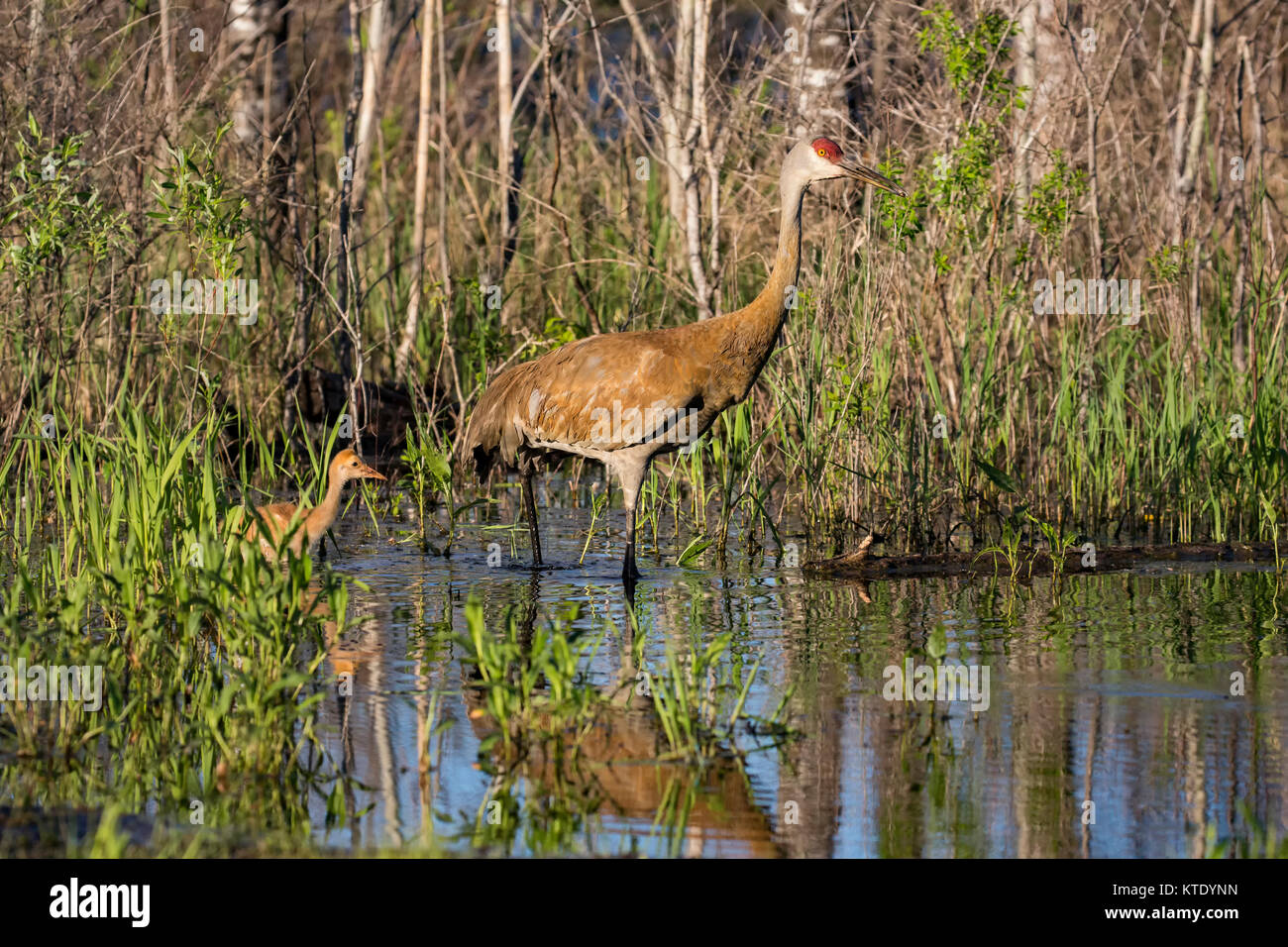 Sandhill cranes - adult and colt walking in a northern Wisconsin ...