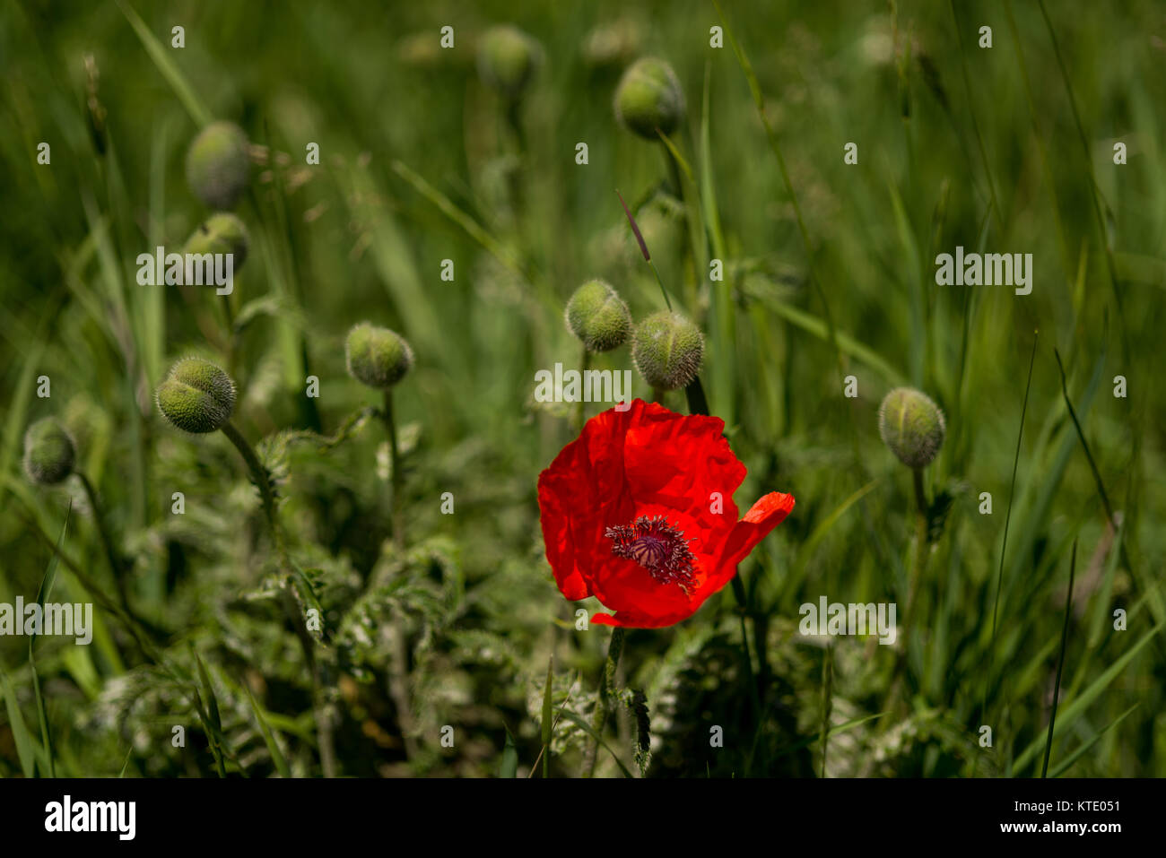 Kar plateau hi-res stock photography and images - Alamy