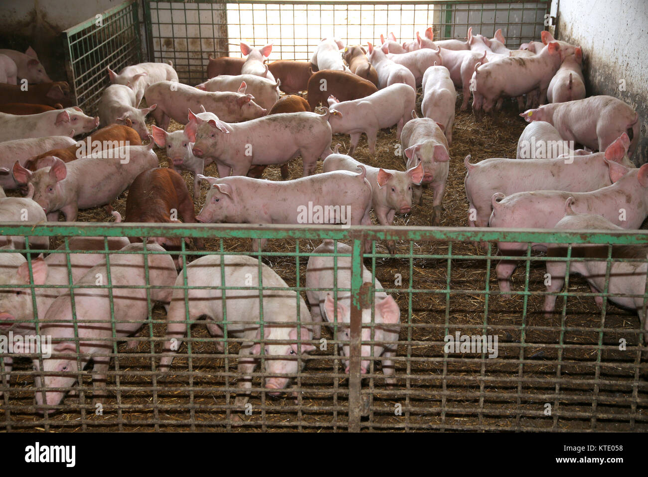Piglets growing up int he barn at rural animal farm Stock Photo - Alamy