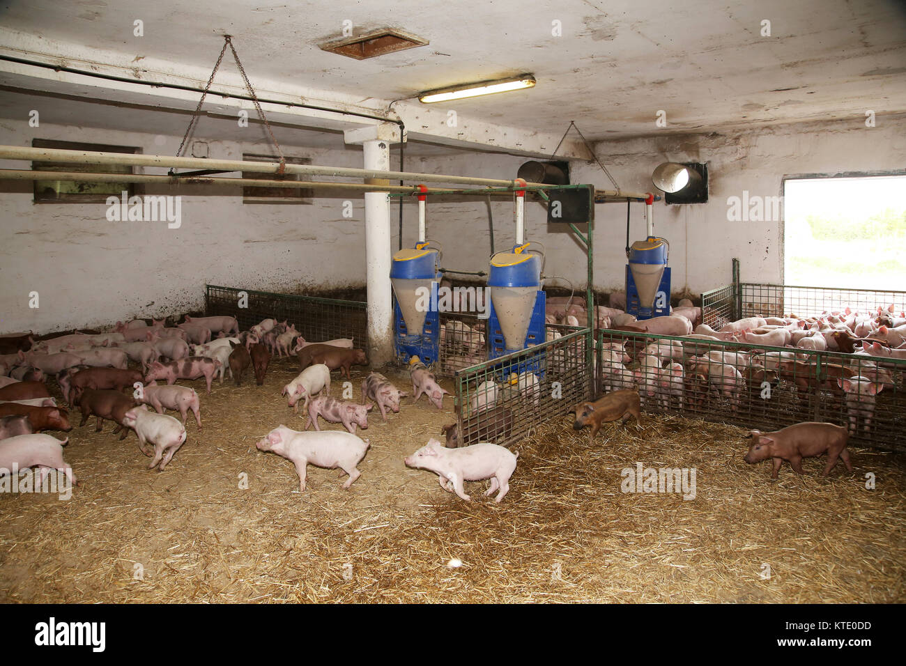 Beautiful newborn piglets growing up in the barn Stock Photo - Alamy
