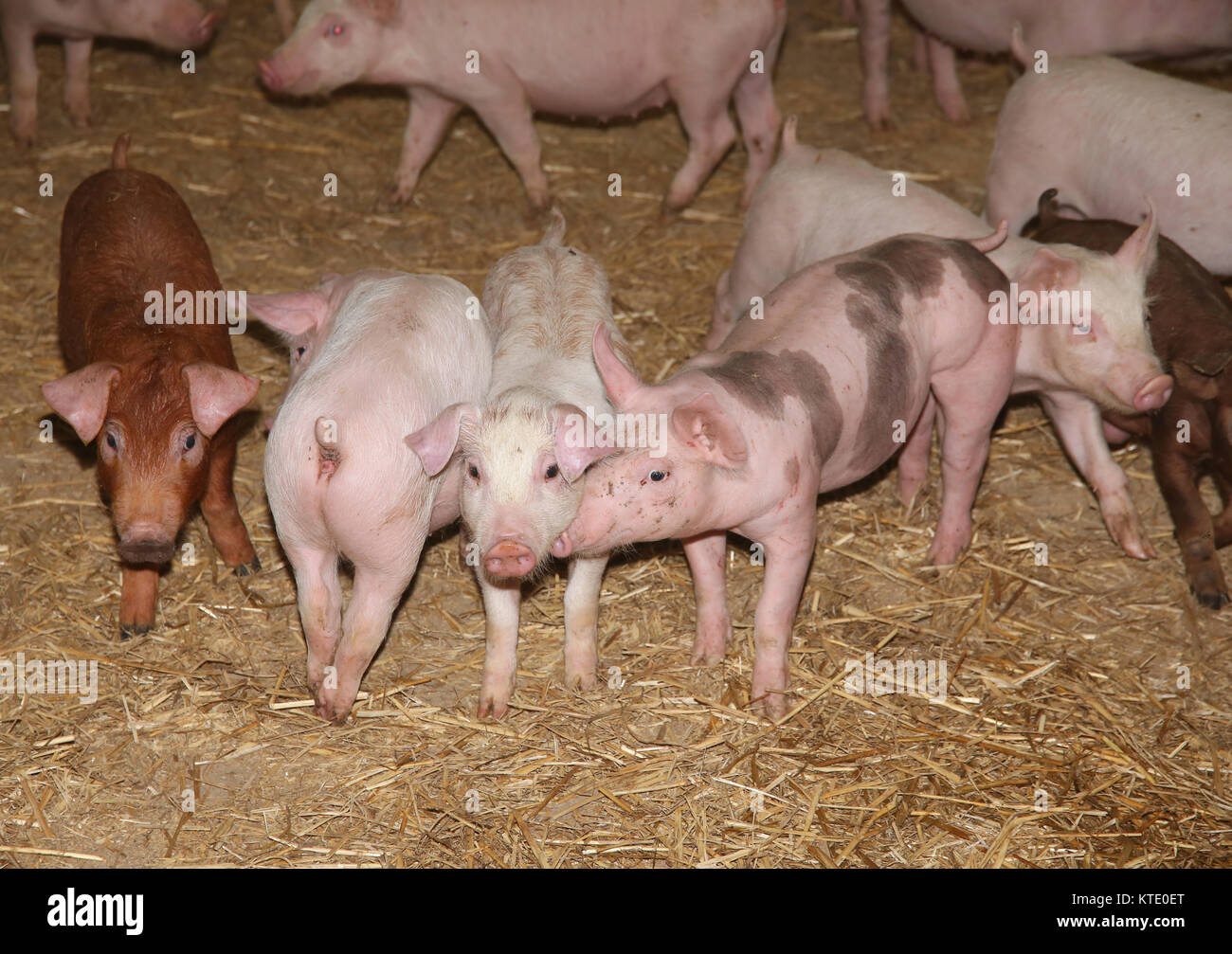 Beautiful newborn piglets growing up in the barn Stock Photo - Alamy