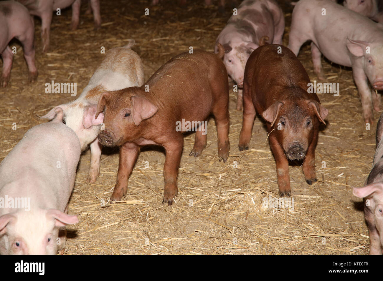 Breeding boar market hi-res stock photography and images - Alamy